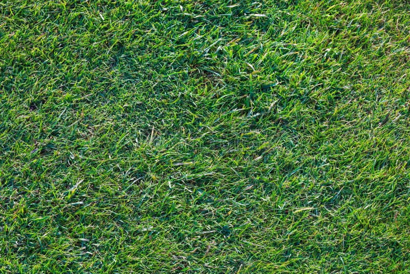 Grass Texture. the Grass on the Golf Course is Green, Shadows on the ...