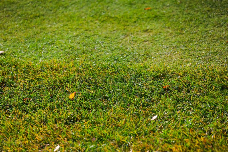Grass Texture. the Grass on the Golf Course is Green, Shadows on the ...