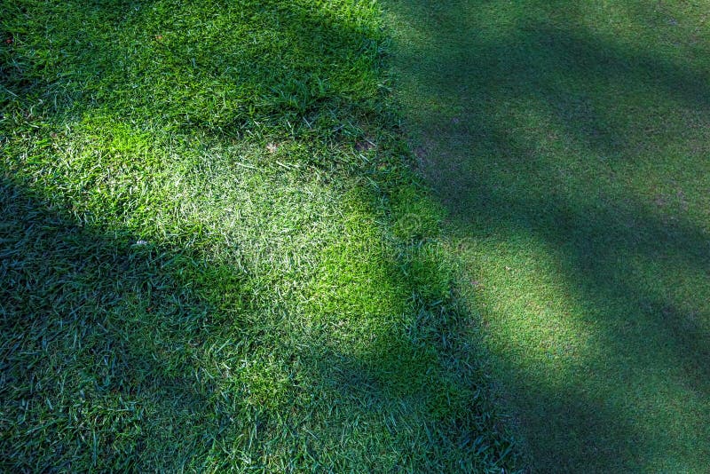 Grass Texture. the Grass on the Golf Course is Green, Shadows on the ...