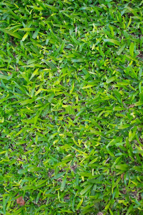 667 Bold Grass Texture Stock Photos - Free & Royalty-Free Stock Photos ...