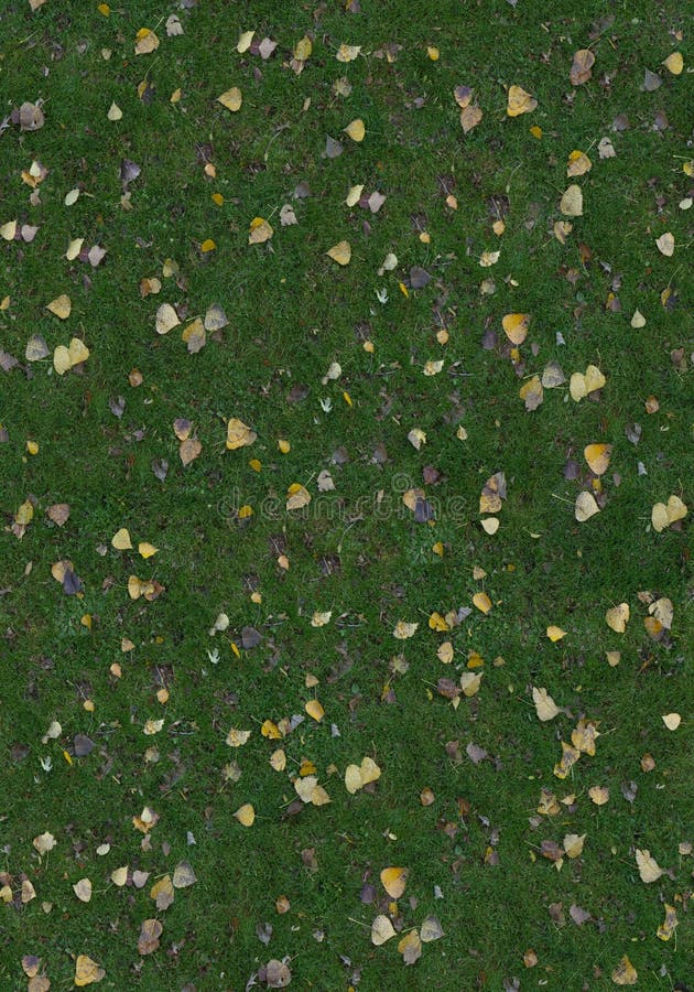 620+ Autumn grass texture Free Stock Photos - StockFreeImages