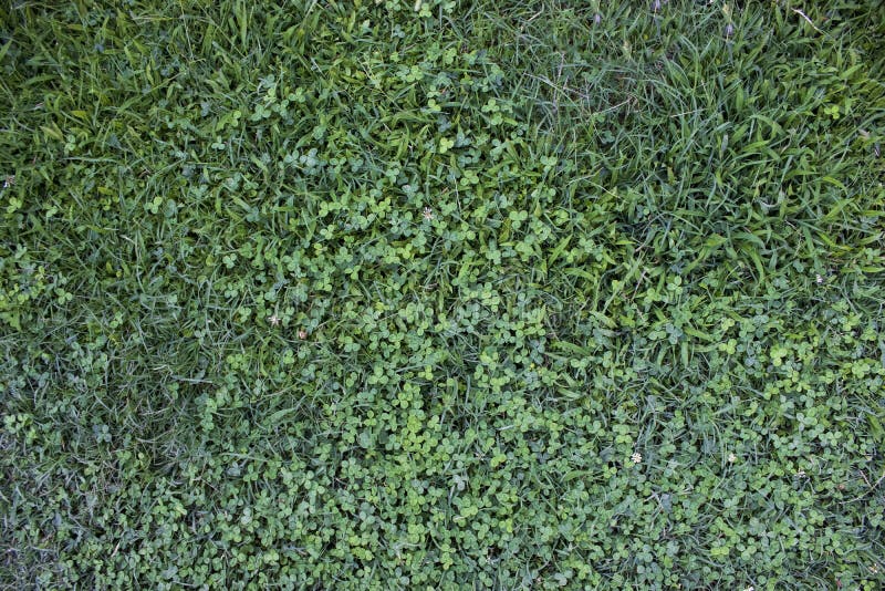 Grass Texture, Natural Background, Top View Stock Photo - Image of park ...