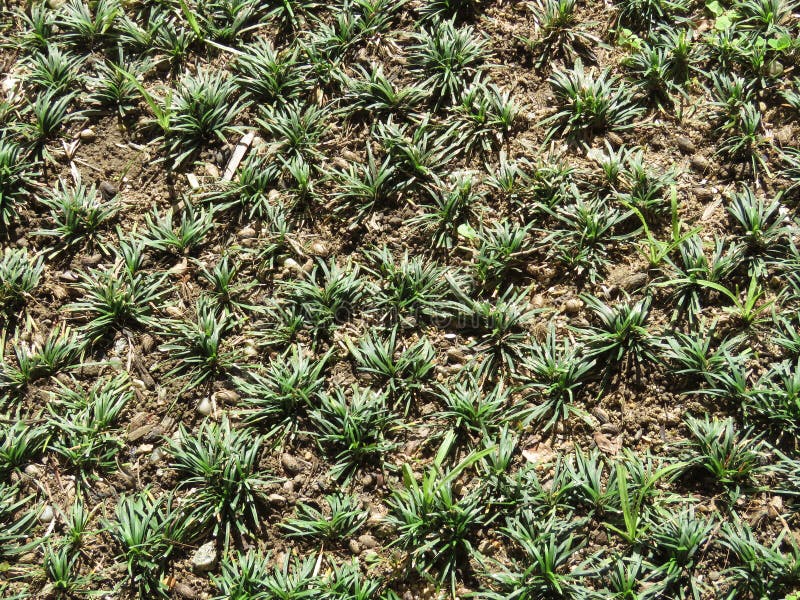 1,113 Clump Grass Texture Stock Photos - Free & Royalty-Free Stock ...