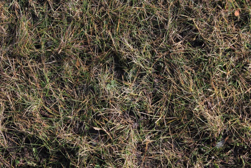 1,425 Seamless Texture Old Grass Photos - Free & Royalty-Free Stock ...