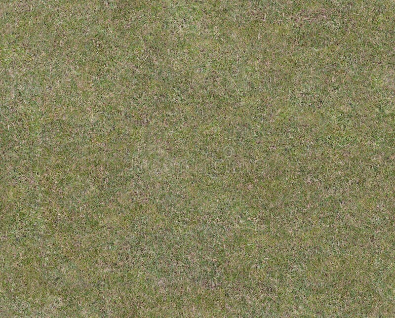 Grass texture 2. Seamless stock image. Image of lawn - 114120863