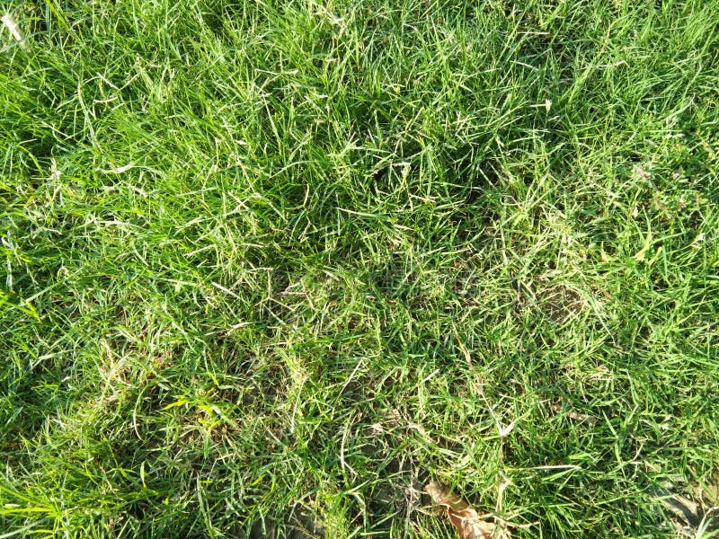 Grass Texture, Spring Nature Panorama, Grass Look Grow Up Realistic ...