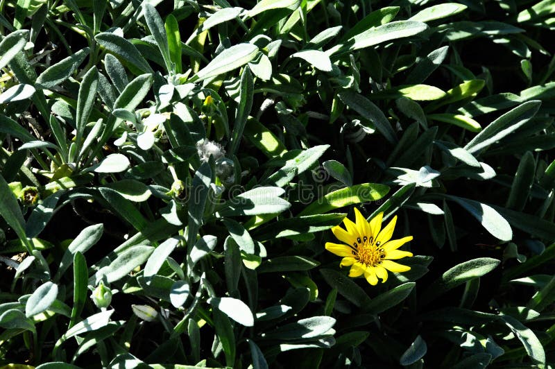 Grass Texture stock photo. Image of closeup, clean, lawn - 170146524