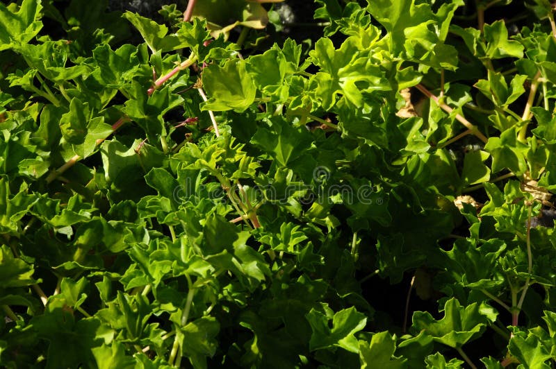 Grass Texture stock photo. Image of golf, grow, natural - 152871342