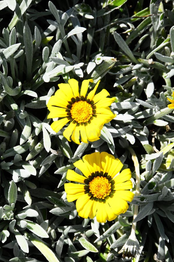 Grass Texture stock image. Image of meadow, land, green - 179357773