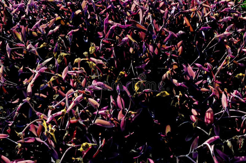 Grass Texture stock photo. Image of land, texture, spring - 230167948