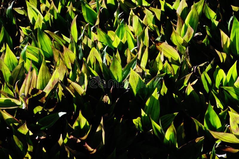 Grass Texture stock image. Image of land, beautiful - 231038673