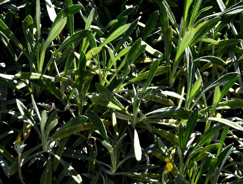 Grass Texture stock image. Image of natural, grounds - 243738129