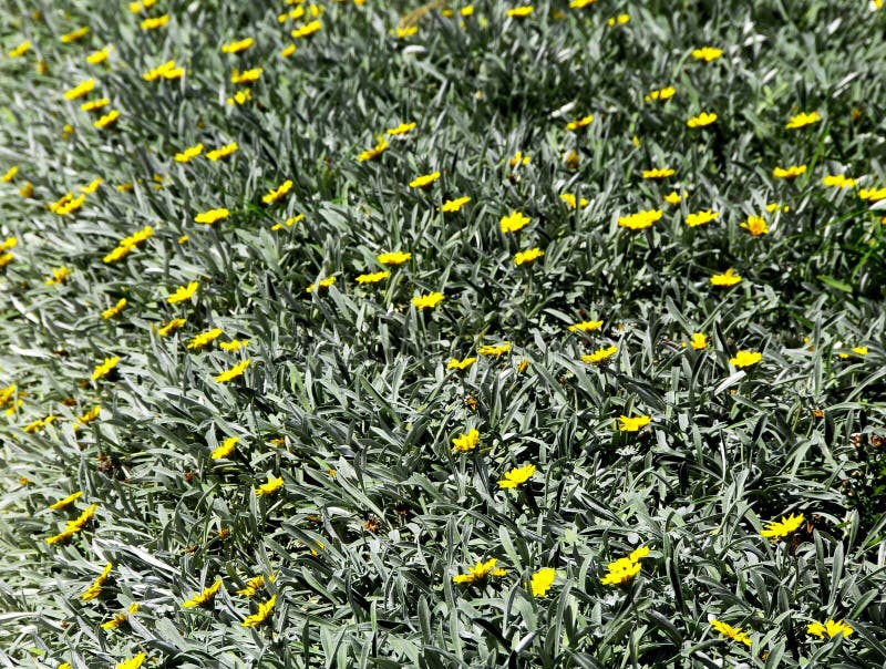 Grass Texture stock photo. Image of turf, space, landscape - 247378164