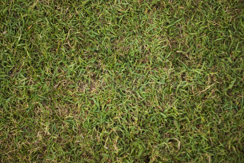 Grass texture variations stock photo. Image of flower - 124446152