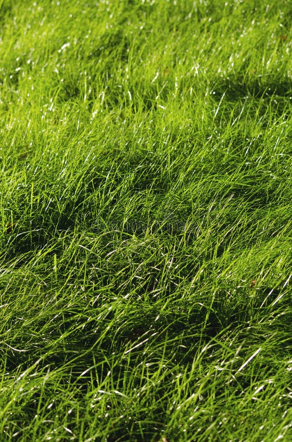 Grass Texture Vertical Size Stock Image - Image of garden, vertical ...