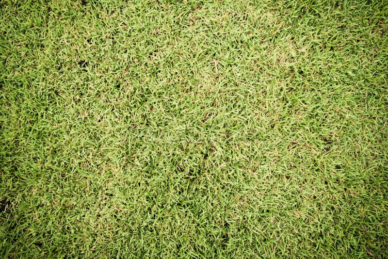 Grass texture White color stock image. Image of lawn - 55793231