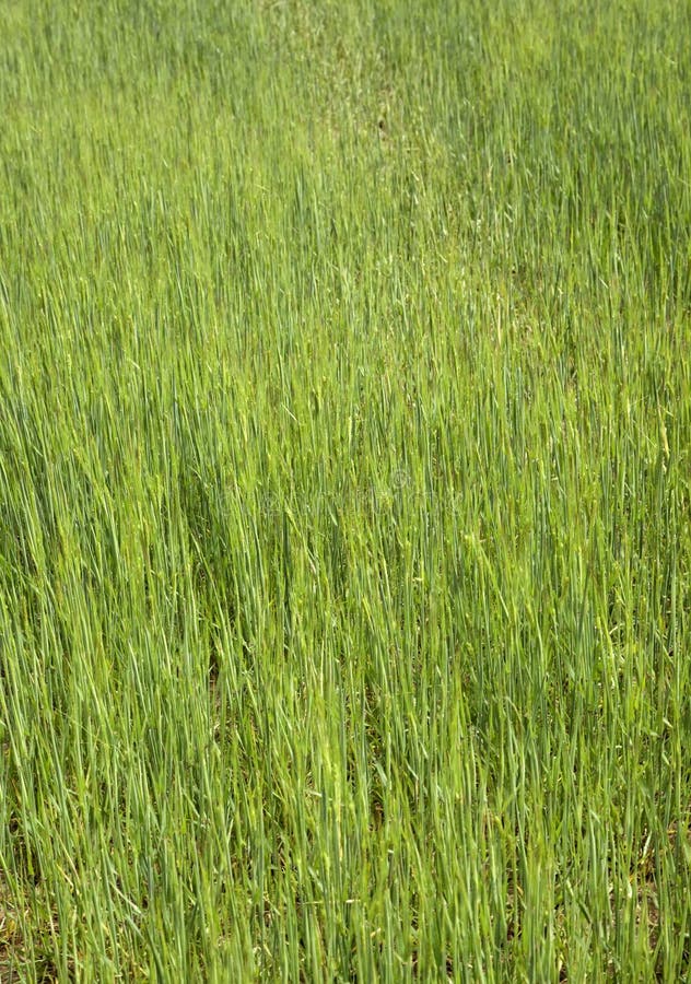 Grass textures field stock photo. Image of clean, outdoor - 159173786