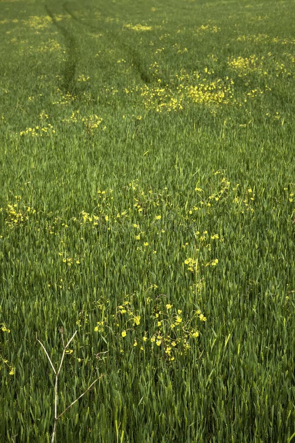 Grass textures field stock photo. Image of growth, grass - 143579240