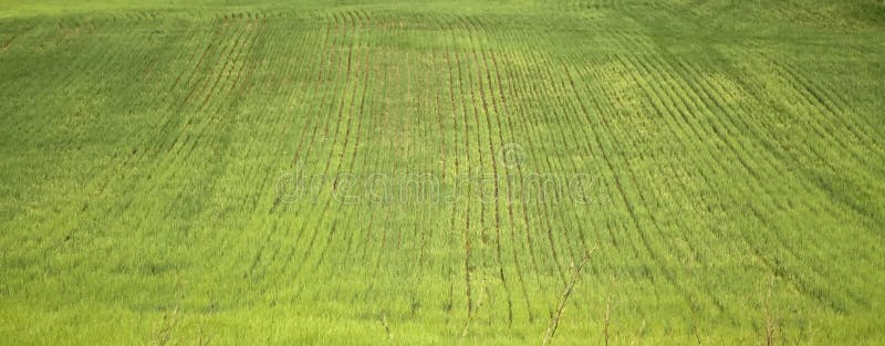 Grass textures field stock image. Image of natural, backdrop - 160314999