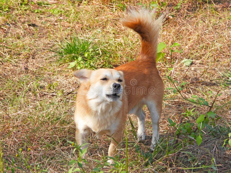 Cute dog stock image. Image of little, grass, animal - 344950441
