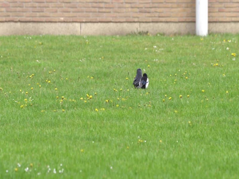 Crows are Playing in the Grass Stock Video - Video of cute, black ...