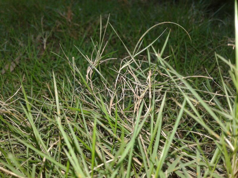 Grass stock photo. Image of pointed, shot, night, grass - 127428422