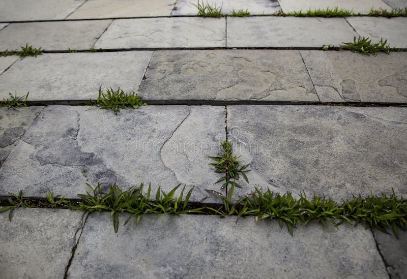 Grass tiles stock photo. Image of surface, floor, conservation - 187421178