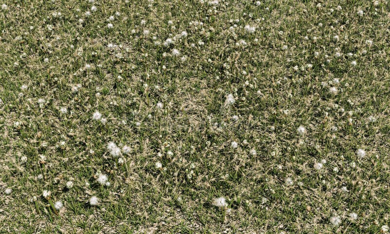 Grass top view stock image. Image of freshness, season - 92576799