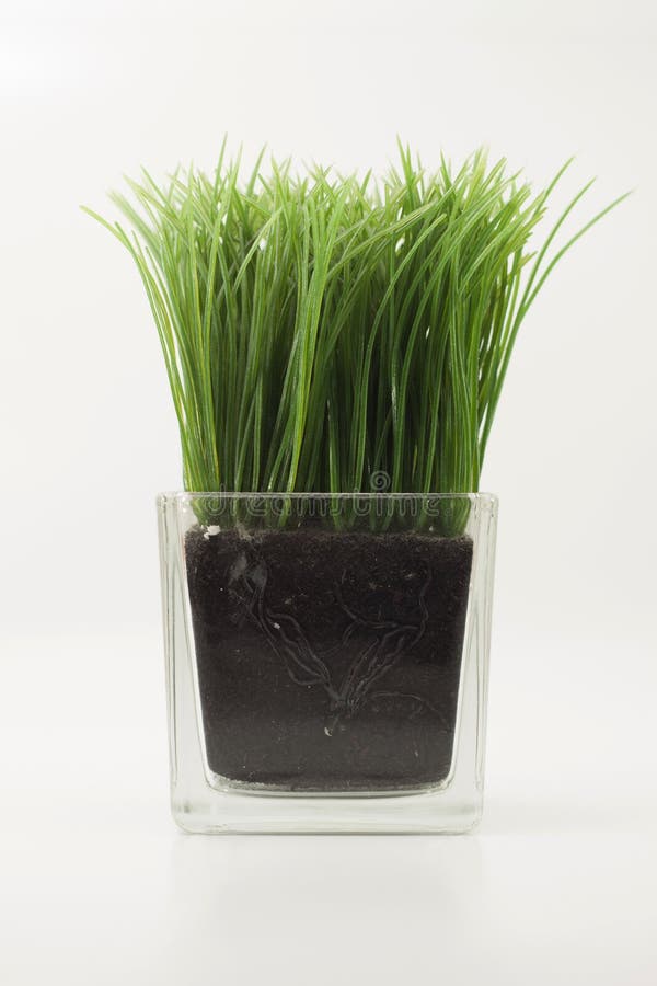 , Grass in Transparent Rectangular Glass Vase. Stock Image - Image of ...