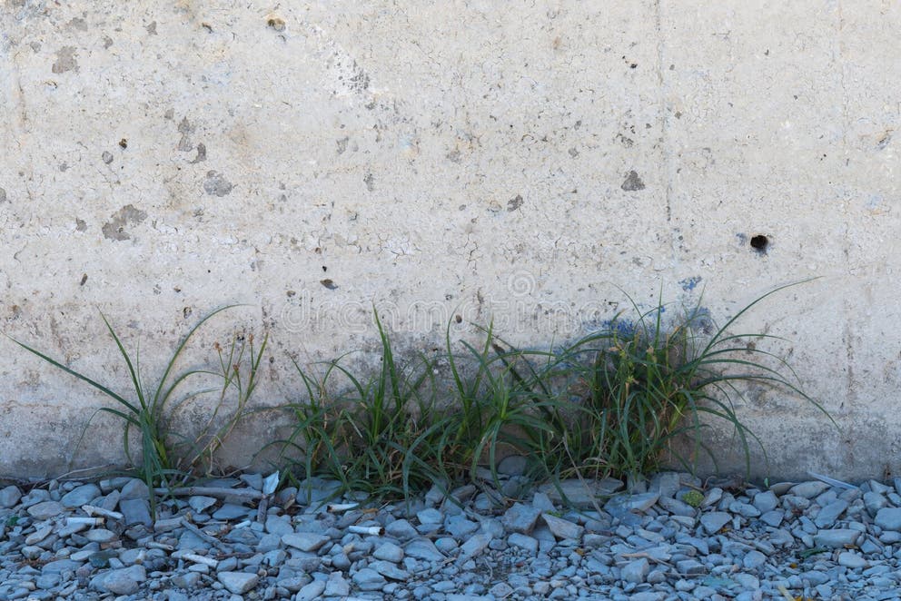 Grass and Trash on Pebble in Front of Concrete Wall Stock Photo - Image ...