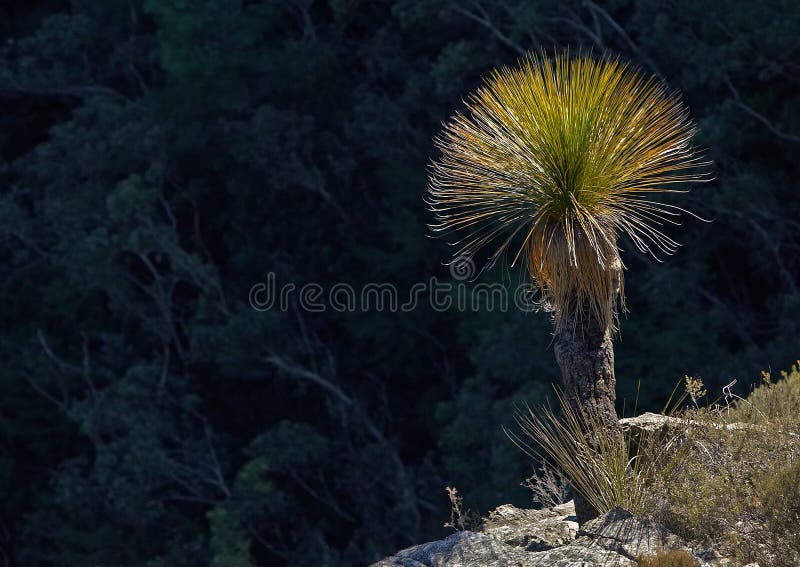 Grass Tree Picture. Image: 603345