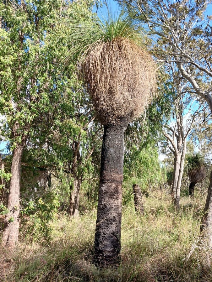 Grass Tree Australia stock photo. Image of grass, tree - 298947434