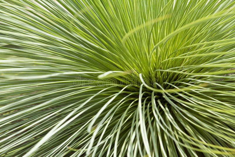 Grass tree or Black boy stock photo. Image of native - 26326028