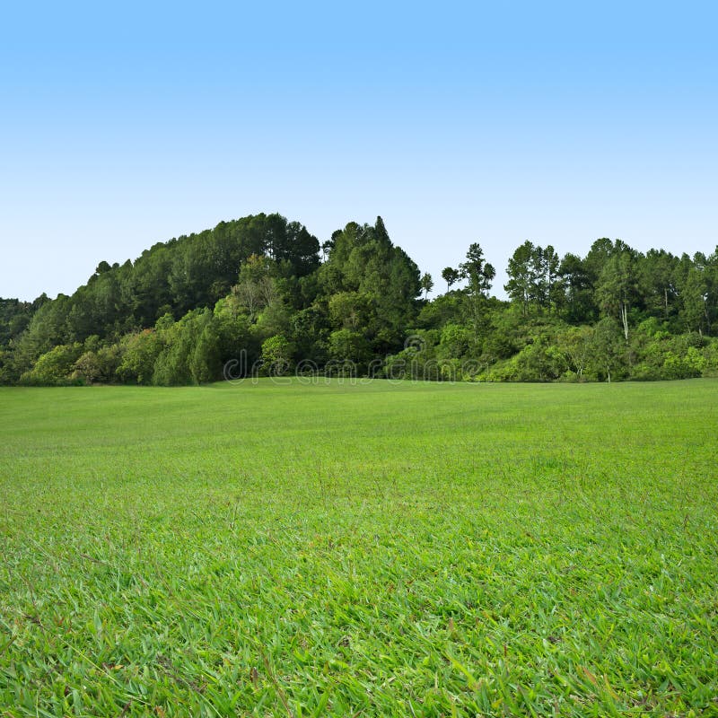 Grass and tree on blue sky stock image. Image of side - 21425359