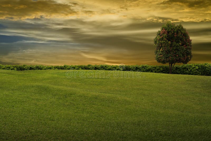 Grass and Tree on Evening Sky Stock Photo - Image of evening, grass ...