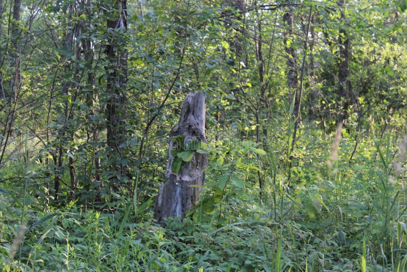 Grass on tree stock photo. Image of tree, life, grass - 120814296