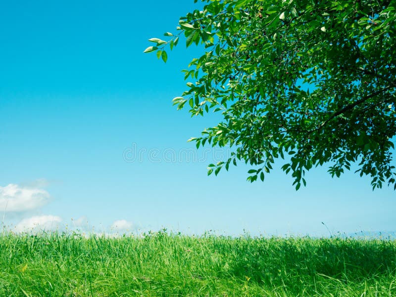 Grass and Tree Nature Background Stock Photo - Image of green, field ...