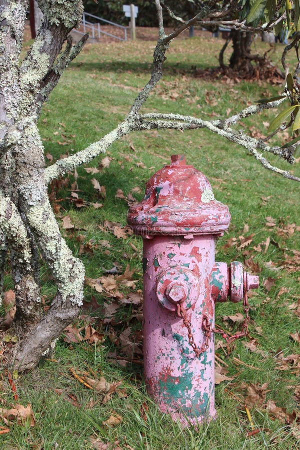 Grass, Tree, Plant, Fire Hydrant Picture. Image: 135806737