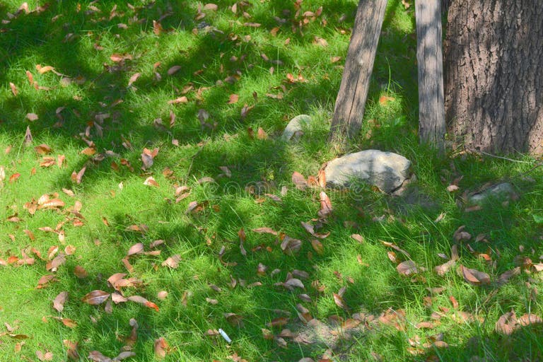 Grass and Tree Roots Under the Shade of Trees at Noon in the Day Stock ...