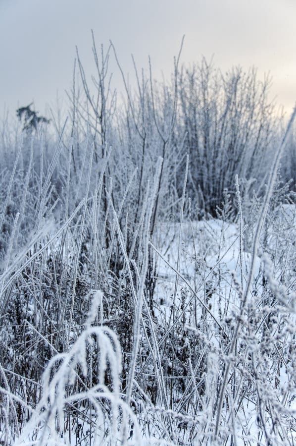 Landscape in Winter at Sunset. Grass Covered Snow Stock Image - Image ...