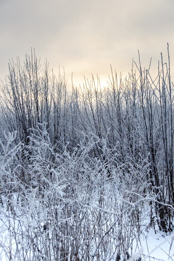 Landscape in Winter at Sunset. Grass Covered Snow Stock Image - Image ...