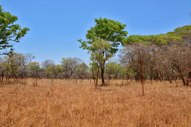 Grass and Trees in the Bush in Zambia Stock Photo - Image of trees ...