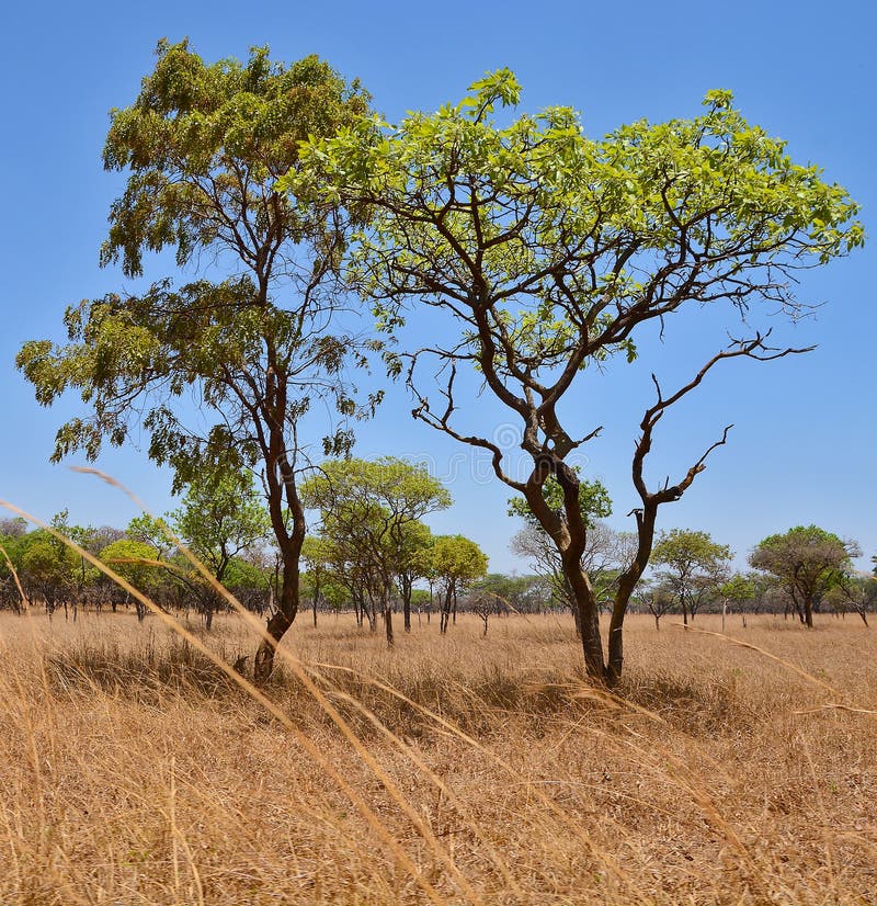 Grass and Trees in the Bush in Zambia Stock Photo - Image of travel ...
