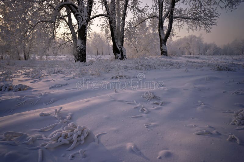 Grass and Trees Covered with Frost and Snow Stock Photo - Image of ...