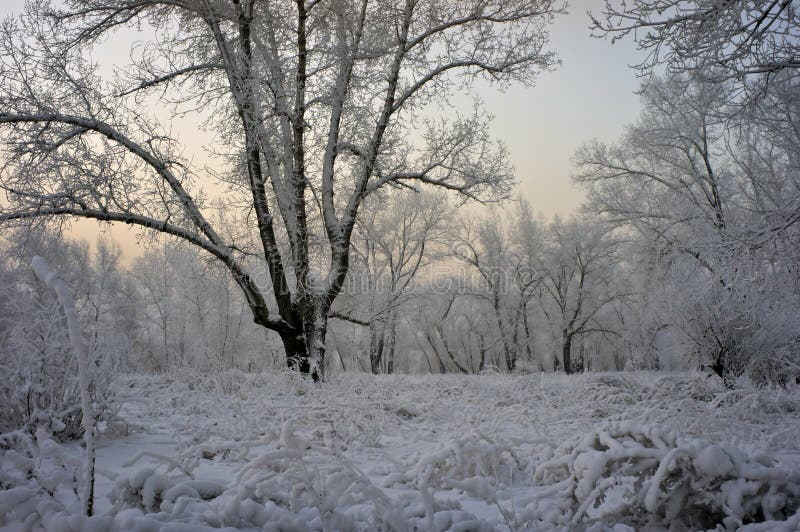 Grass and Trees Covered with Frost and Snow Stock Photo - Image of ...