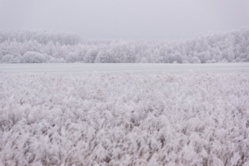 Grass and Trees in Frost, Gray Sky Stock Image - Image of cold, nature ...