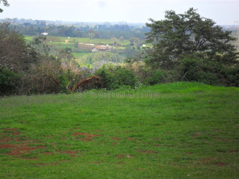 Grass Trees House Plants Soil Stock Photo - Image of plants, grass ...