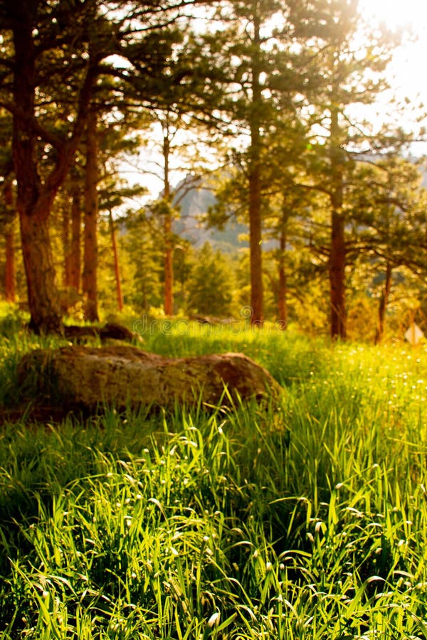 Golden hour in the forest stock image. Image of trees - 188035409
