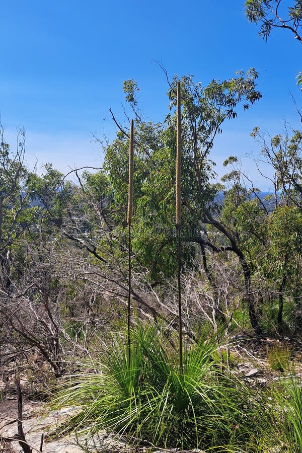 Grass Trees Native Australian Plant Xanthorrhoea Stock Image - Image of ...