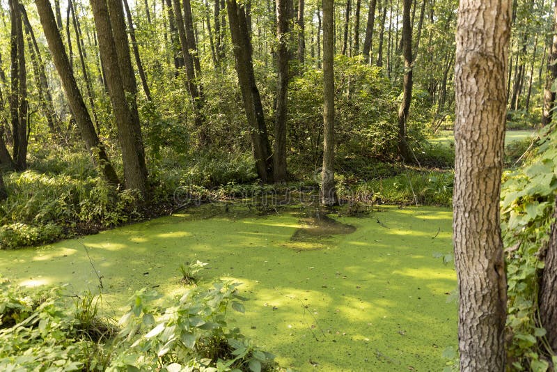 Grass and Trees in the Swamp in the Summer Stock Image - Image of trees ...